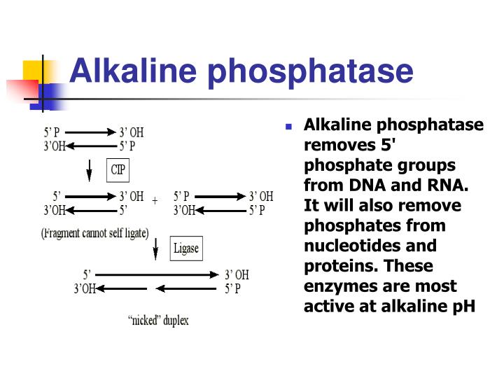PPT - Principles of cloning, vectors and cloning strategies PowerPoint ...