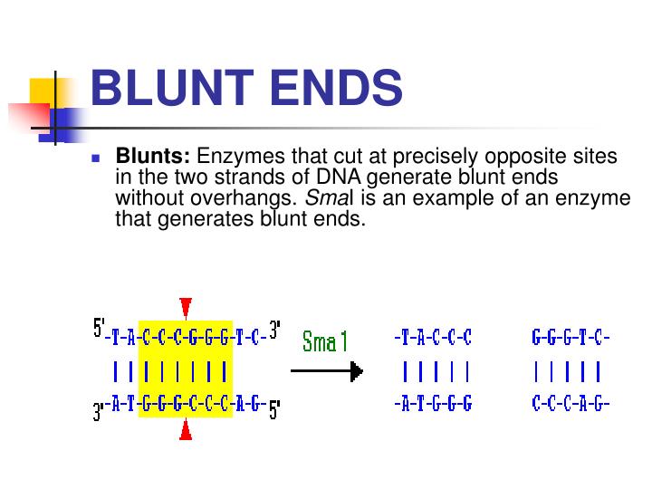 PPT - Principles of cloning, vectors and cloning strategies PowerPoint ...