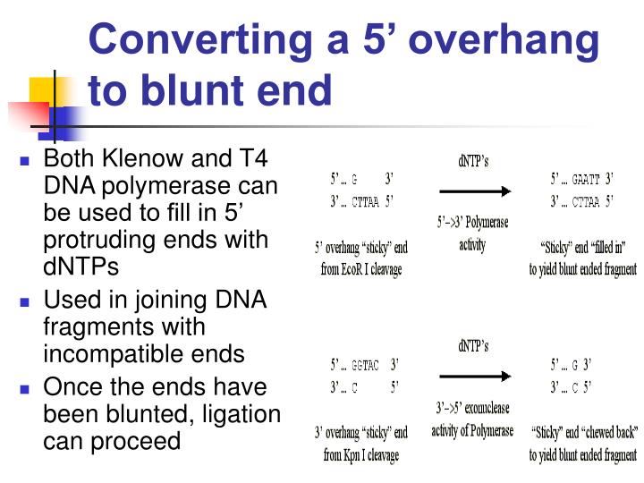 PPT - Principles of cloning, vectors and cloning strategies PowerPoint ...