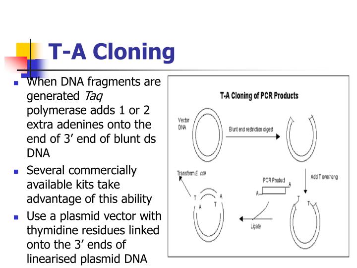 PPT - Principles of cloning, vectors and cloning strategies PowerPoint ...