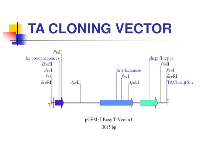 PPT - Principles of cloning, vectors and cloning strategies PowerPoint ...