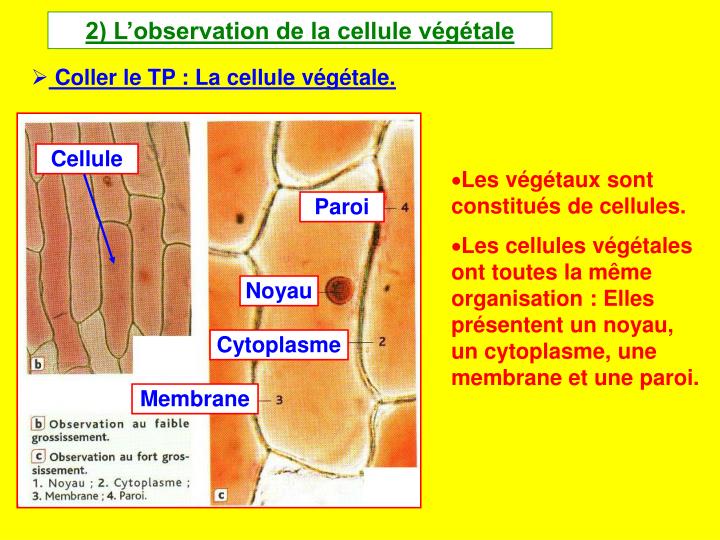 PPT - Chapitre 1 : La production de matières par les êtres vivants ...