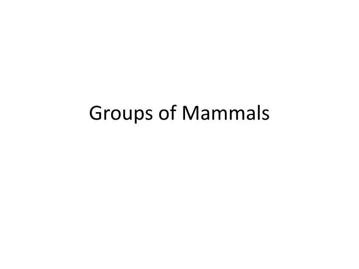 PPT - Groups of Mammals PowerPoint Presentation, free download - ID:1093811