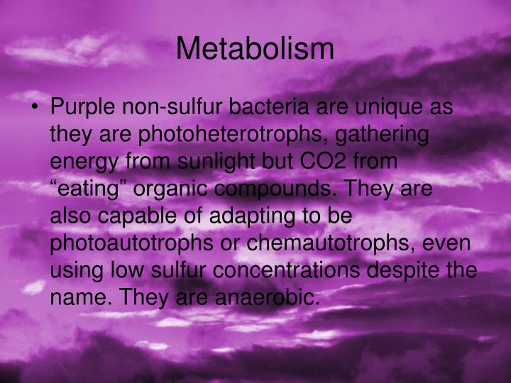 PPT - Purple Non-Sulfur Bacteria PowerPoint Presentation - ID:1094377