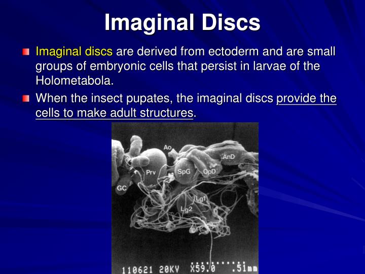 PPT - Insect Physiology - Integument Systems PowerPoint Presentation ...