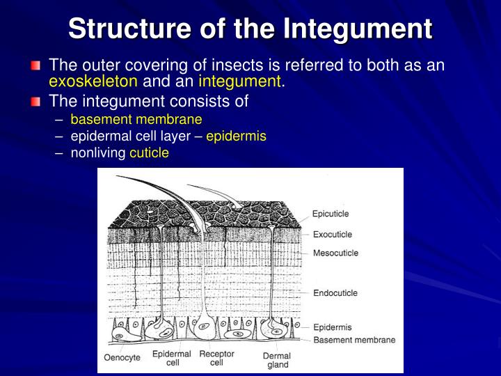 PPT - Insect Physiology - Integument Systems PowerPoint Presentation ...
