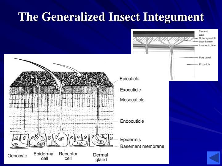 PPT - Insect Physiology - Integument Systems PowerPoint Presentation ...
