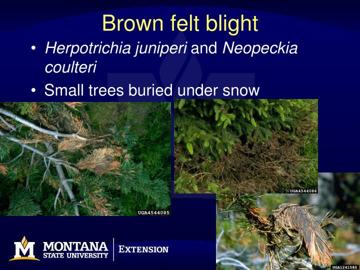 PPT - Dutch Elm Disease PowerPoint Presentation - ID:1095073