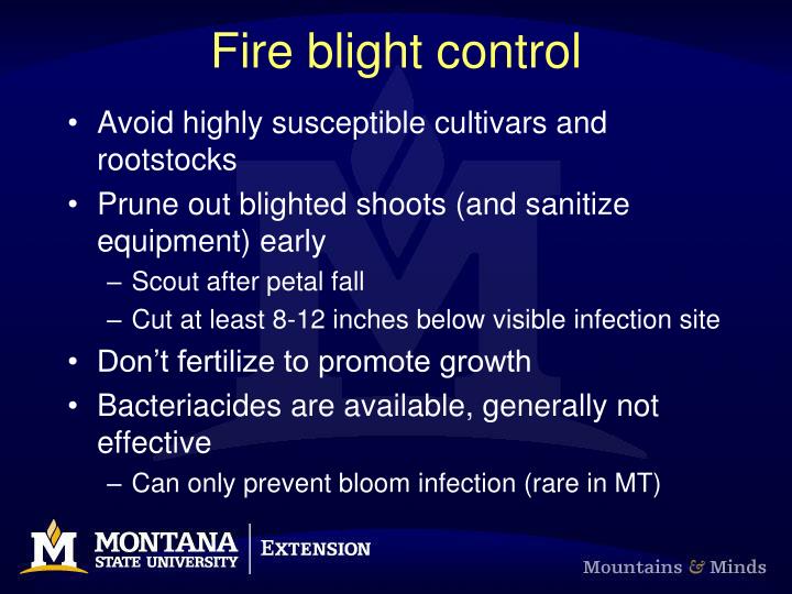PPT - Dutch Elm Disease PowerPoint Presentation - ID:1095073