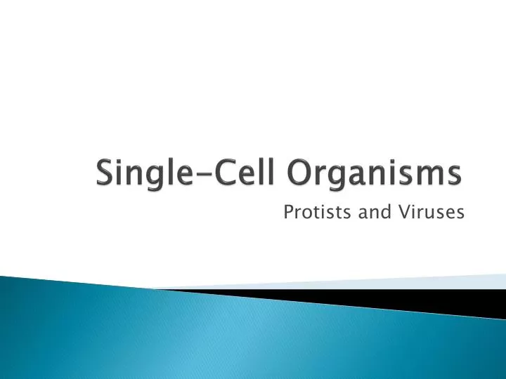 PPT - Single-Cell Organisms PowerPoint Presentation, free download - ID ...