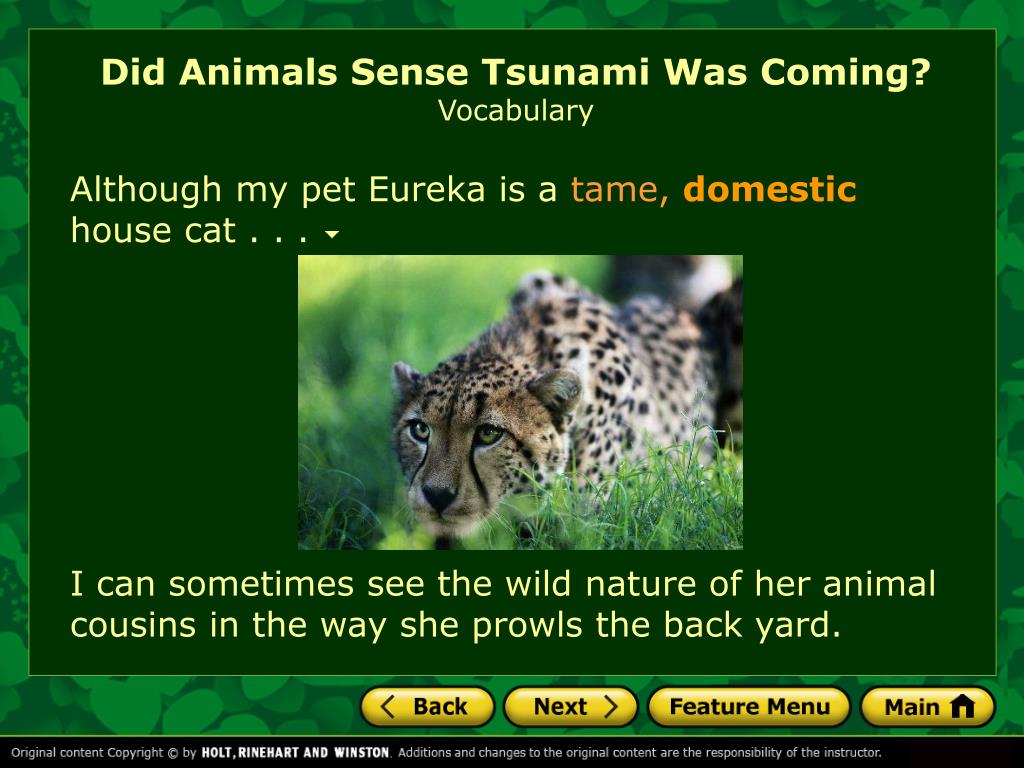 PPT - Did Animals Sense Tsunami Was Coming? PowerPoint Presentation ...