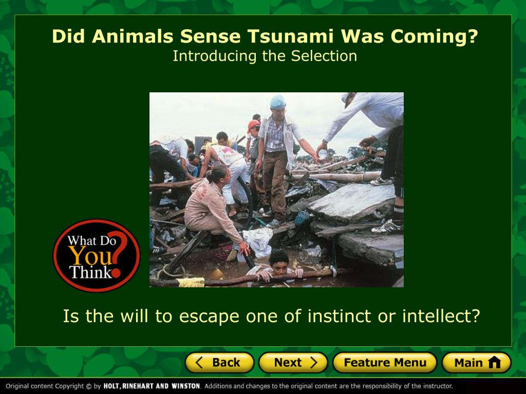 PPT - Did Animals Sense Tsunami Was Coming? PowerPoint Presentation ...