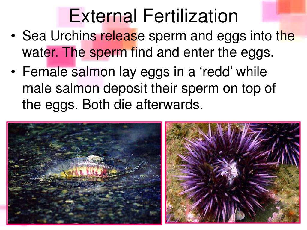 Ppt Embryology Powerpoint Presentation Free Download Id 109684