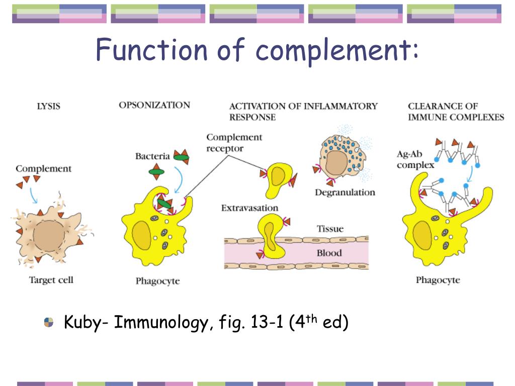 PPT - The body’s defense against infection PowerPoint Presentation ...