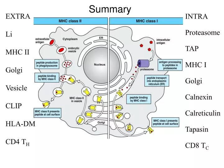 PPT - INTRA Proteasome TAP MHC I Golgi Calnexin Calreticulin Tapasin ...