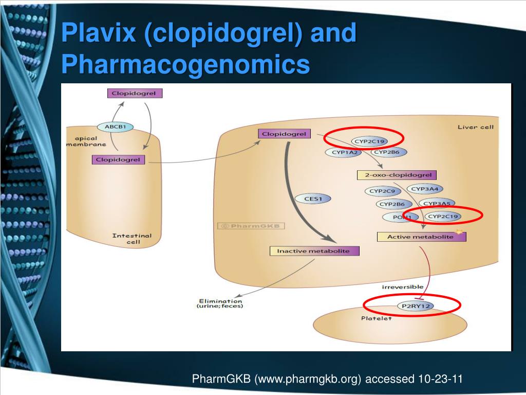 PPT - Pharmacogenomics in Community Pharmacy Practice: A Look into the ...
