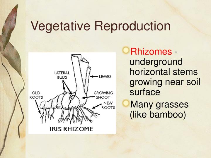 PPT - Plant Ecology - Chapter 7 PowerPoint Presentation - ID:1099552