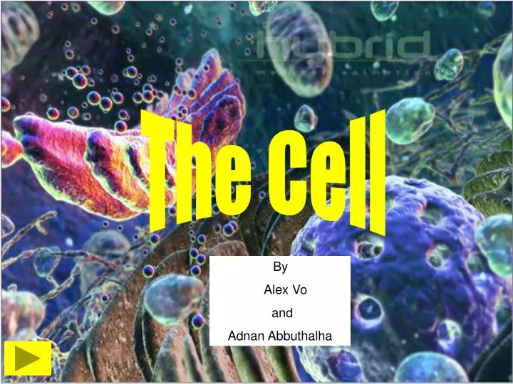 PPT - The Cell PowerPoint Presentation, free download - ID:1099657