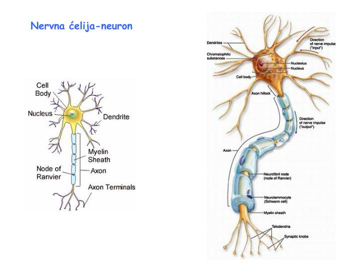 PPT - NERVNI SISTEM PowerPoint Presentation - ID:1100679