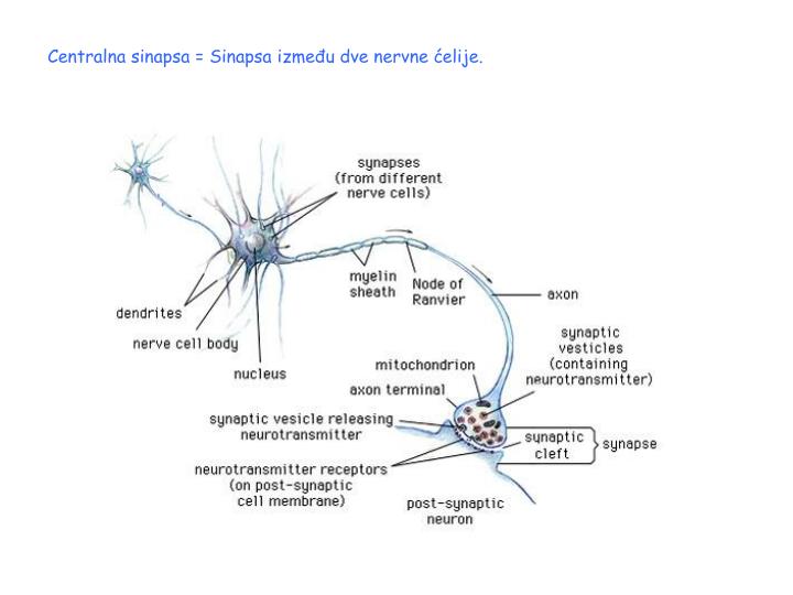 PPT - NERVNI SISTEM PowerPoint Presentation - ID:1100679