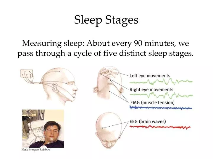 Stages Sleep Ppt