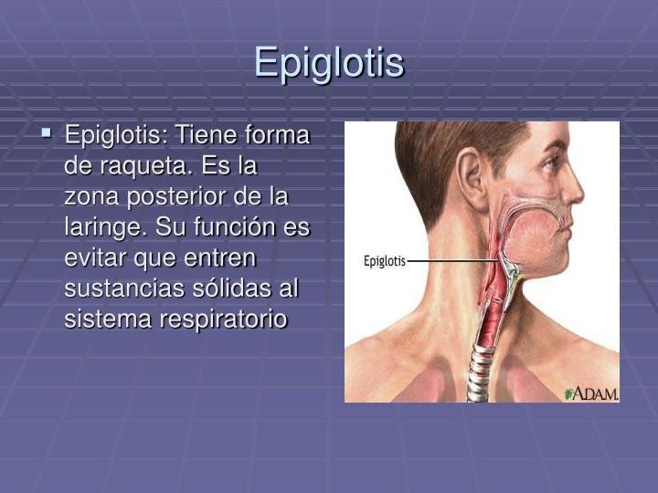 PPT - APARATO RESPIRATORIO PowerPoint Presentation - ID:1102093