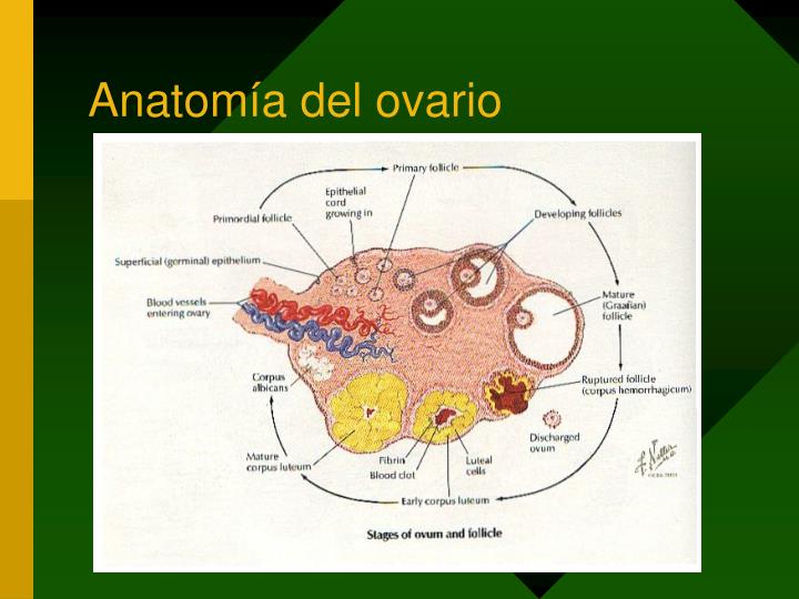 PPT - Anatomía del aparato genital femenino PowerPoint Presentation ...
