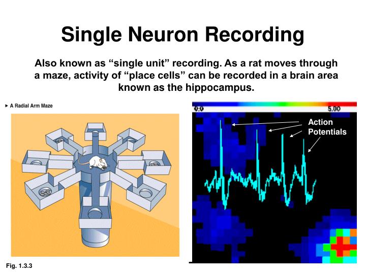 PPT - Phineas Gage Brain damage caused profound psychological changes ...
