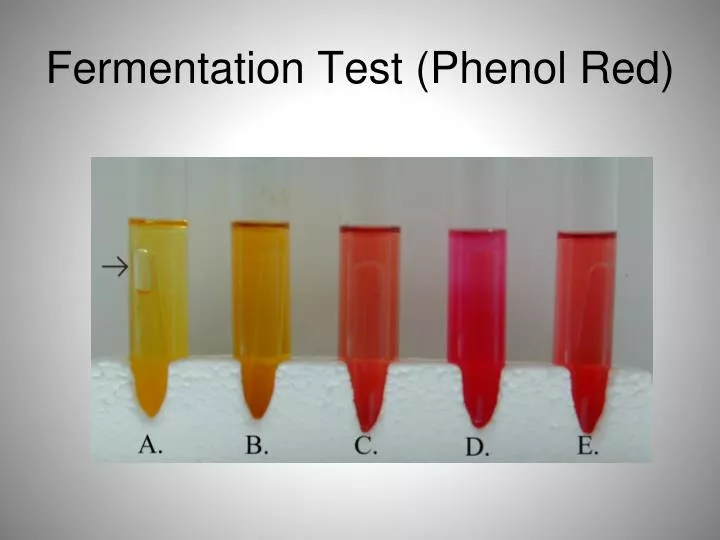 PPT - Fermentation Test (Phenol Red) PowerPoint Presentation, free ...