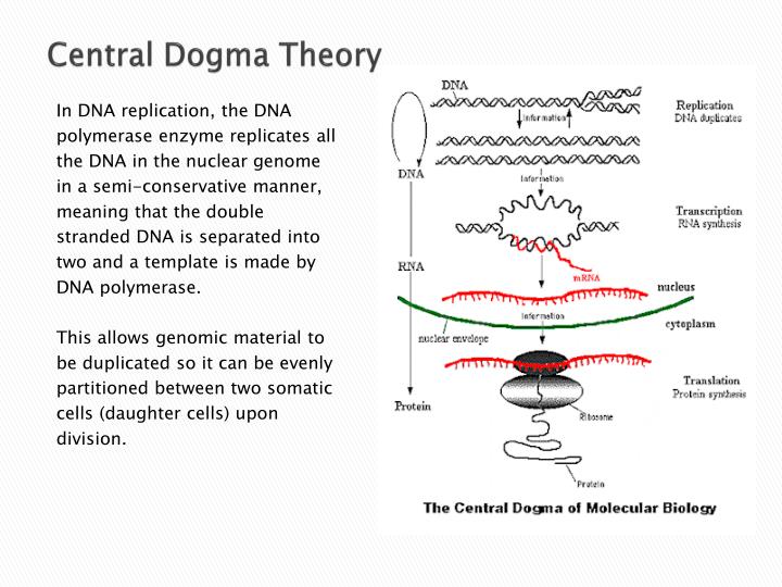 PPT - Microbial Genetics PowerPoint Presentation - ID:1103920