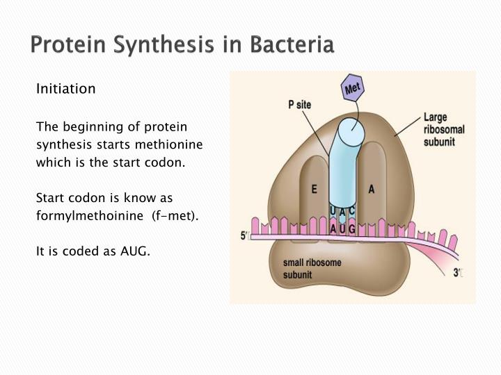 PPT - Microbial Genetics PowerPoint Presentation - ID:1103920
