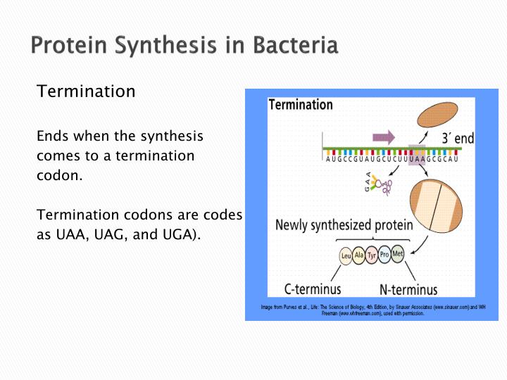 PPT - Microbial Genetics PowerPoint Presentation - ID:1103920