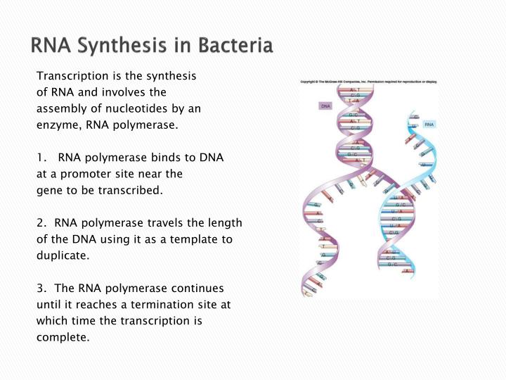 PPT - Microbial Genetics PowerPoint Presentation - ID:1103920
