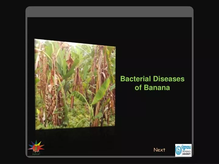 PPT - Bacterial Diseases of Banana PowerPoint Presentation, free ...