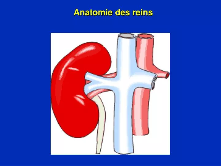 PPT - Anatomie des reins PowerPoint Presentation, free download - ID ...