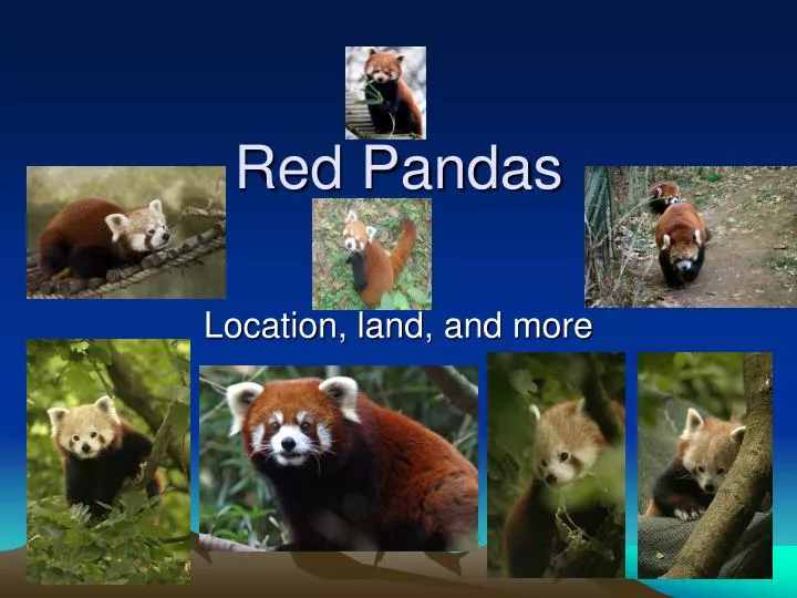 PPT - Red Pandas PowerPoint Presentation, free download - ID:1104300
