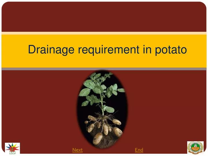 PPT - Drainage requirement in potato PowerPoint Presentation, free ...