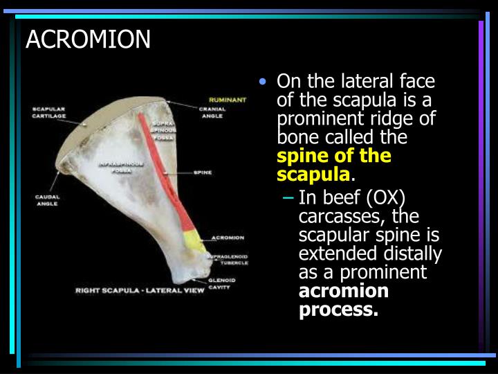 PPT - Ruminants Anatomy PowerPoint Presentation - ID:1105191