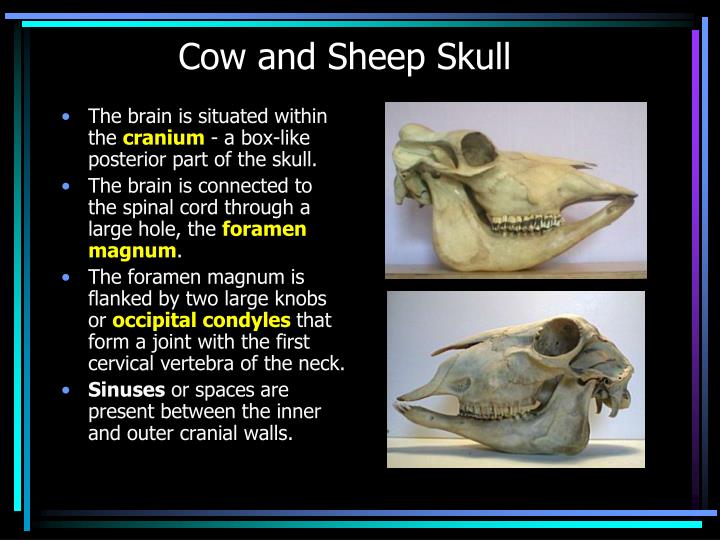 PPT - Ruminants Anatomy PowerPoint Presentation - ID:1105191