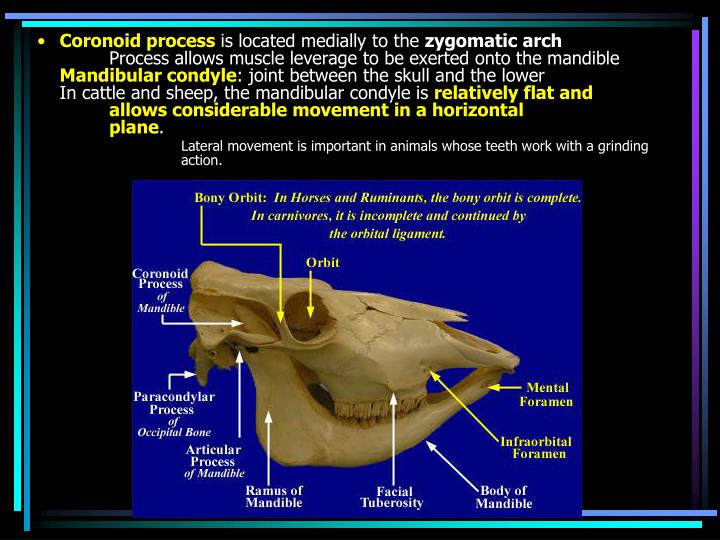 PPT - Ruminants Anatomy PowerPoint Presentation - ID:1105191