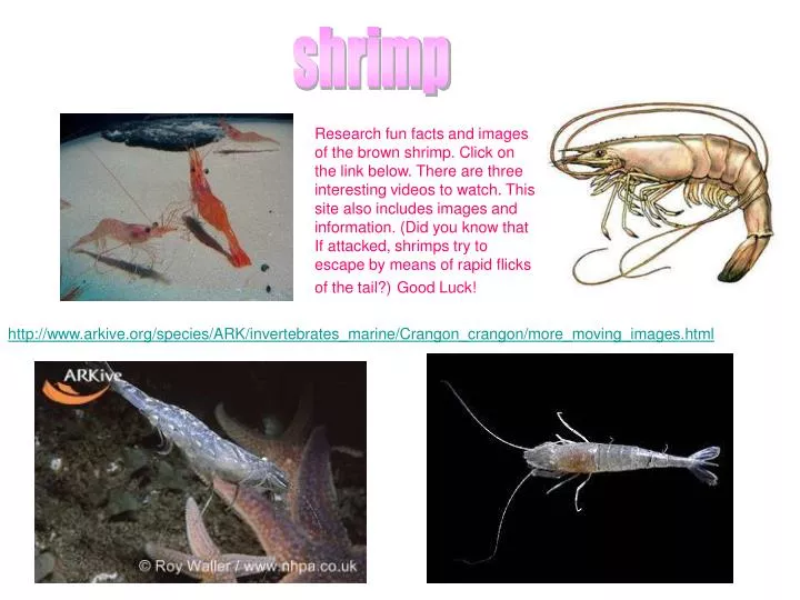 PPT - shrimp PowerPoint Presentation, free download - ID:1106095