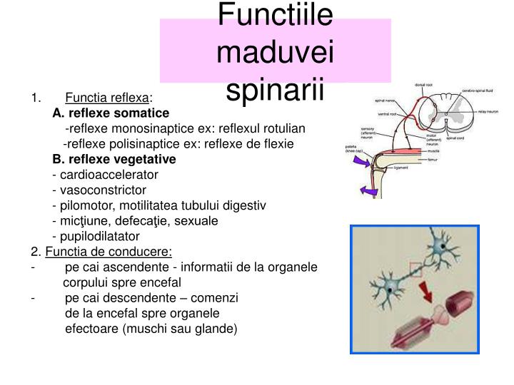PPT - SISTEMUL NERVOS LA OM PowerPoint Presentation - ID:1108249