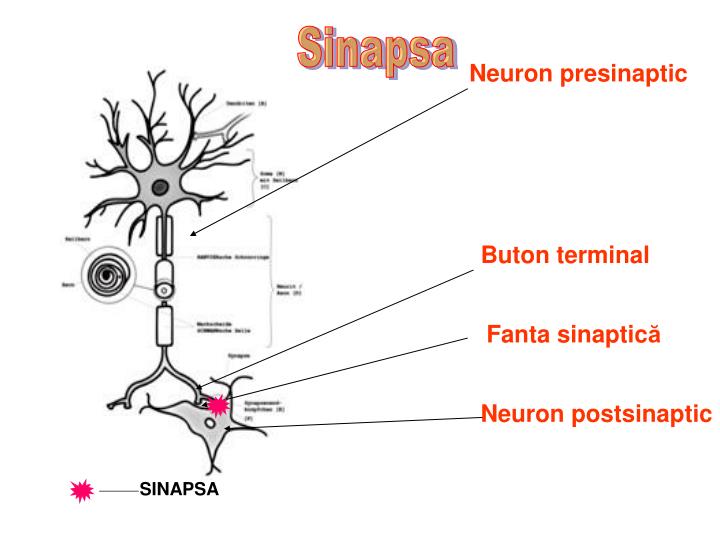 PPT - SISTEMUL NERVOS LA OM PowerPoint Presentation - ID:1108249