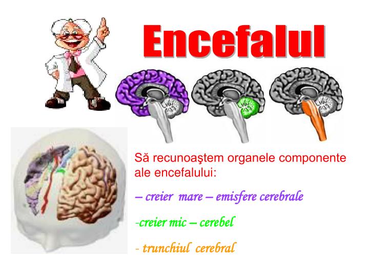 PPT - SISTEMUL NERVOS LA OM PowerPoint Presentation - ID:1108249