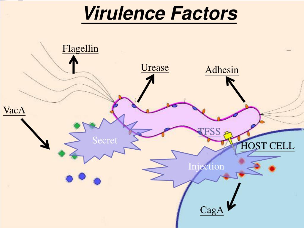 PPT - The Nobel Prize in Physiology or Medicine 2005 PowerPoint ...