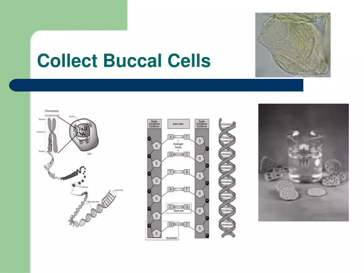 PPT - Collect Buccal Cells PowerPoint Presentation, free download - ID ...
