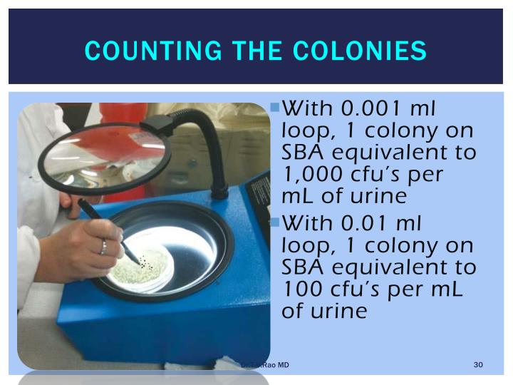 PPT - Culturing of Urine PowerPoint Presentation - ID:111001