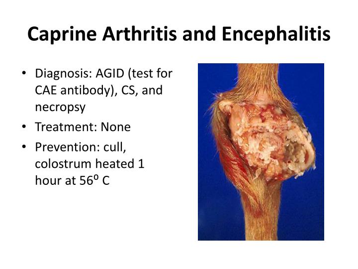 PPT - Common Ovine and Caprine Diseases Dr. Dipa Brahmbhatt VMD, MPH ...