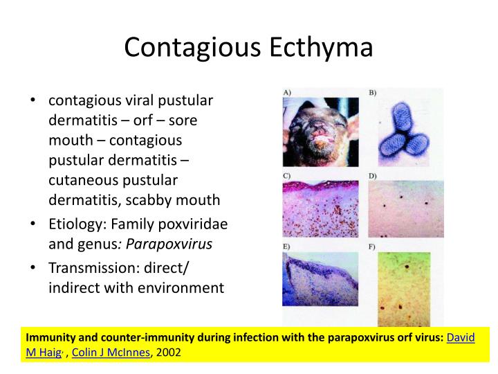 PPT - Common Ovine and Caprine Diseases Dr. Dipa Brahmbhatt VMD, MPH ...