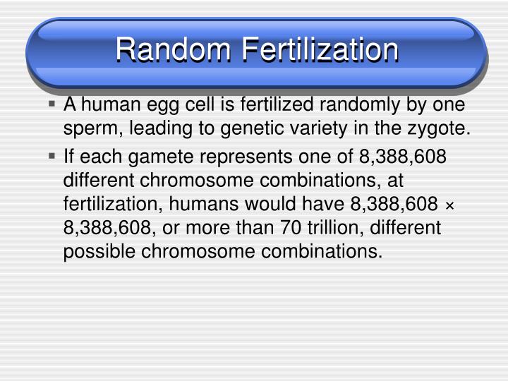 PPT - Chapter 8: Cell Reproduction PowerPoint Presentation - ID:1110921